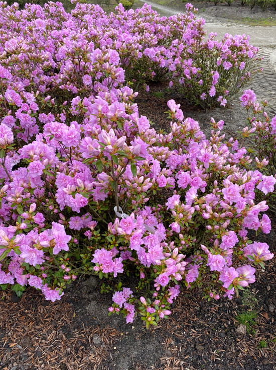Japanische Azalee 'Elsie Lee' (Nr.1401) / Rhododendron obtusum 'Elsie ...