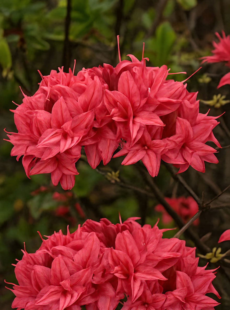Laubabwerfende Azalee 'Norma' / Azalea rustica 'Norma' günstig kaufen