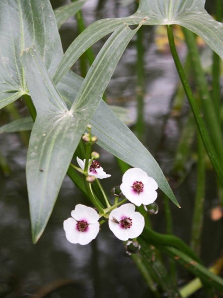 Gewöhnliches Pfeilkraut / Sagittaria sagittifolia ssp.sagittifolia