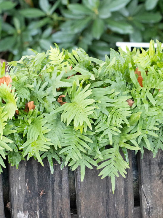 Großer Tüpfelfarn 'Whitley Giant' / Polypodium vulgare 'Whitley Giant'