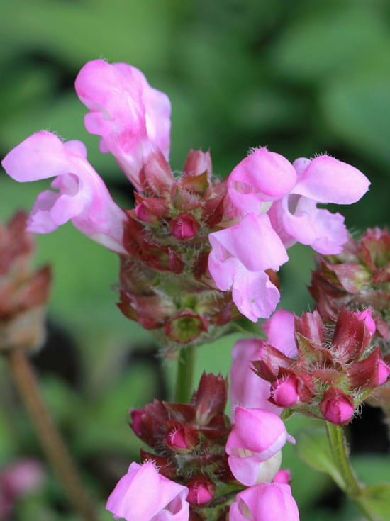 Große Braunelle 'Pink Loveliness' / Prunella grandiflora 'Pink Loveliness'