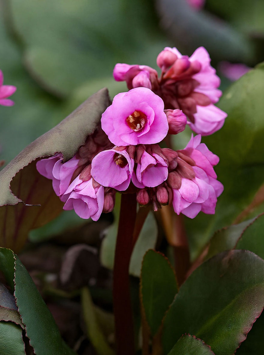 Bergenie, Riesensteinbrech 'Spring Fling®' / Bergenia cordifolia ...