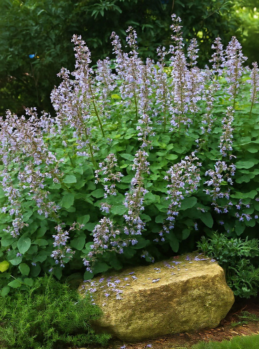 Katzenminze 'Dropmore' / Nepeta faassenii 'Dropmore' günstig kaufen