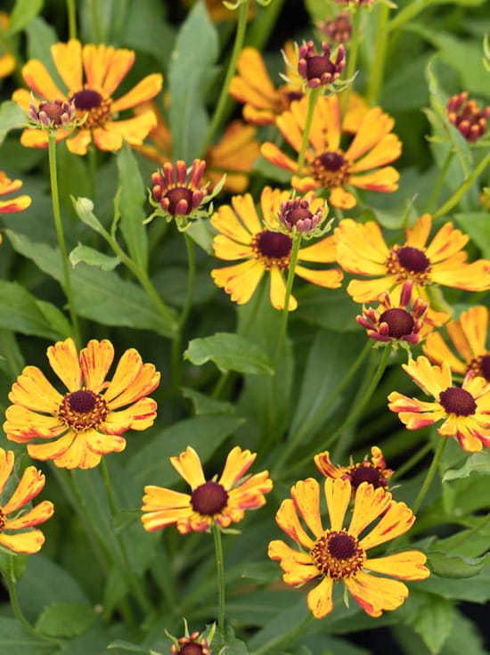 Sonnenbraut 'Amber Dwarf' / Helenium cultorum 'Amber Dwarf' günstig kaufen
