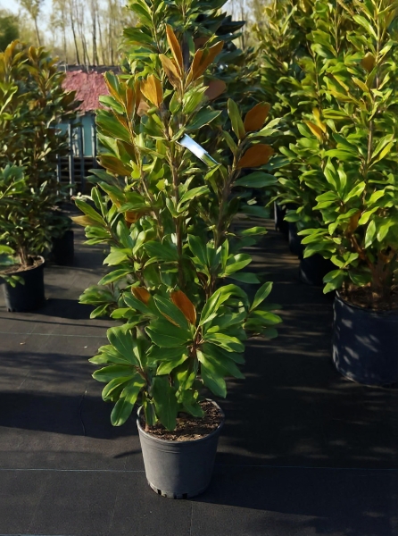 Großblütige Magnolie 'Goliath' / Magnolia grandiflora 'Goliath'