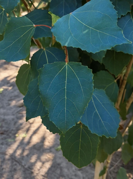 Säulen-Zitterpappel / Säulen-Espe / Populus tremula 'Erecta'