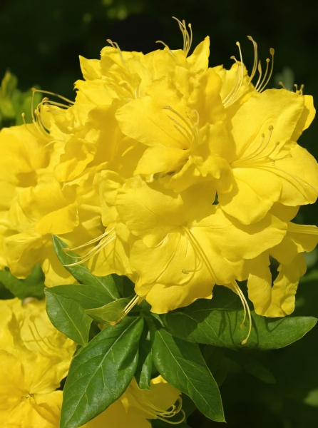 Laubabwerfende Azalee 'Anneke' / Azalea luteum 'Anneke' (Knap-Hill)