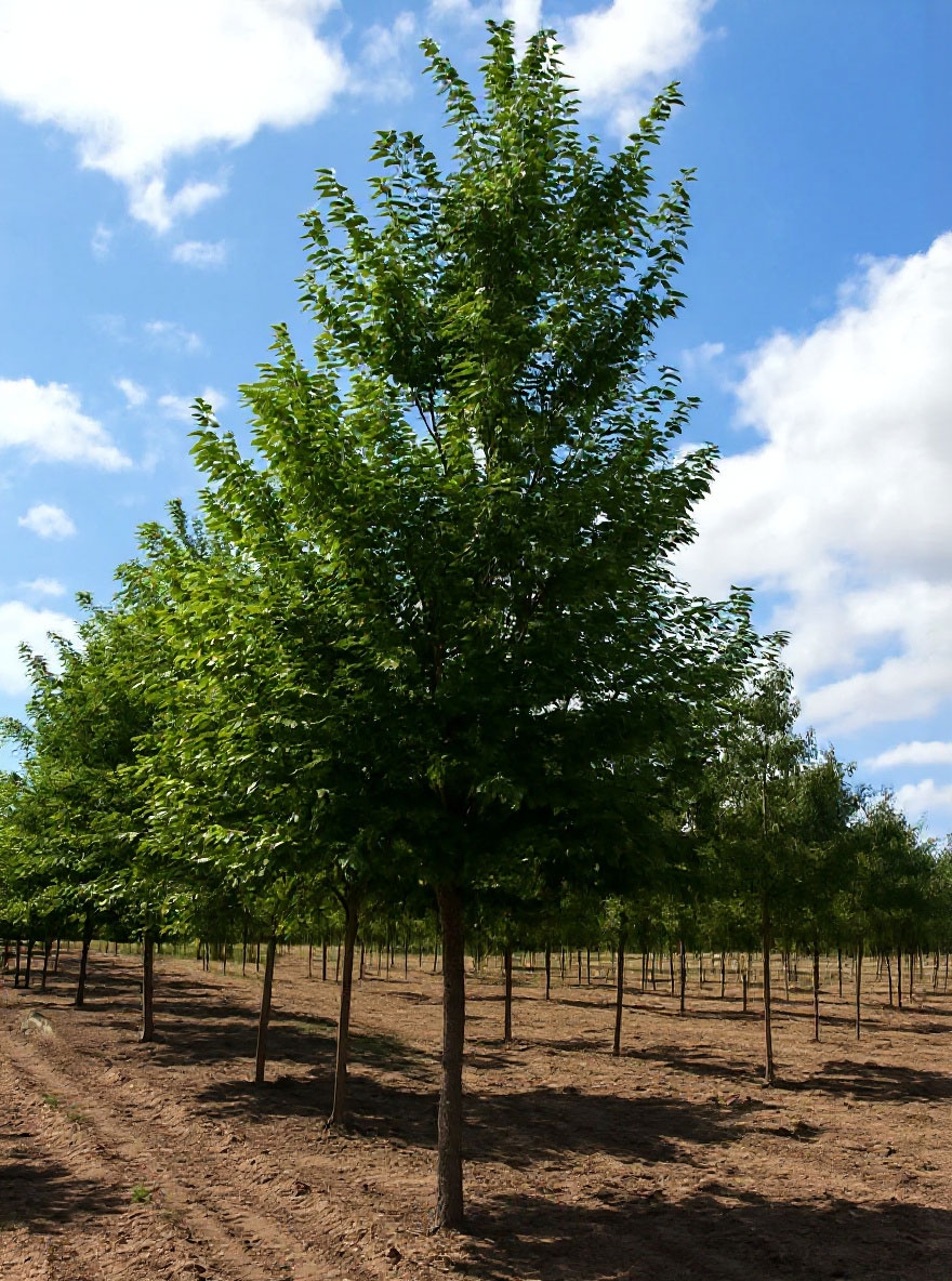 Pennsylvanische Esche 'Summit' / Rot-Esche 'Summit' / Fraxinus ...