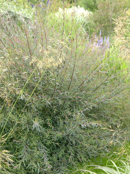 Purpurweide 'Nancy Saunders' / Zwerg-Purpur-Weide 'Nancy Saunders ...