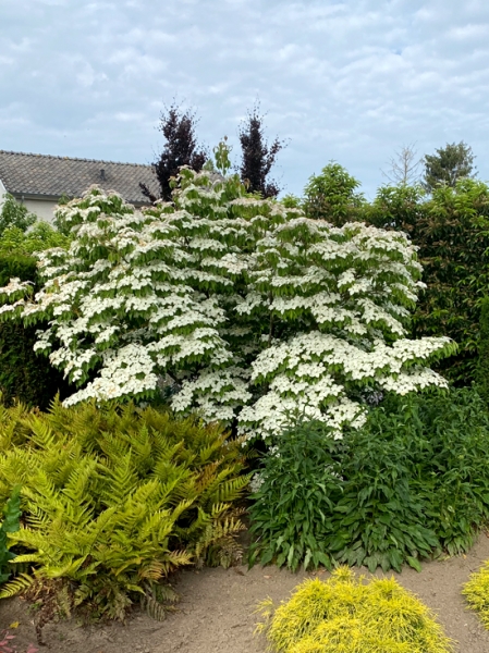 Japanischer Blumen-Hartriegel 'Robert's Select' / Cornus kousa 'Robert's Select'