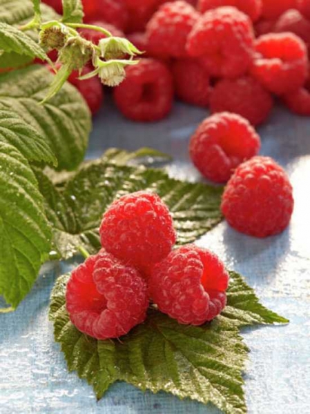 Himbeere 'Glen Ample' / Rubus idaeus 'Glen Ample ®' günstig kaufen