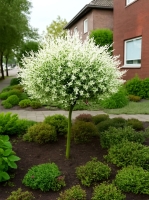 Harlekinweide / Salix integra 'Hakuro-nishiki' günstig kaufen