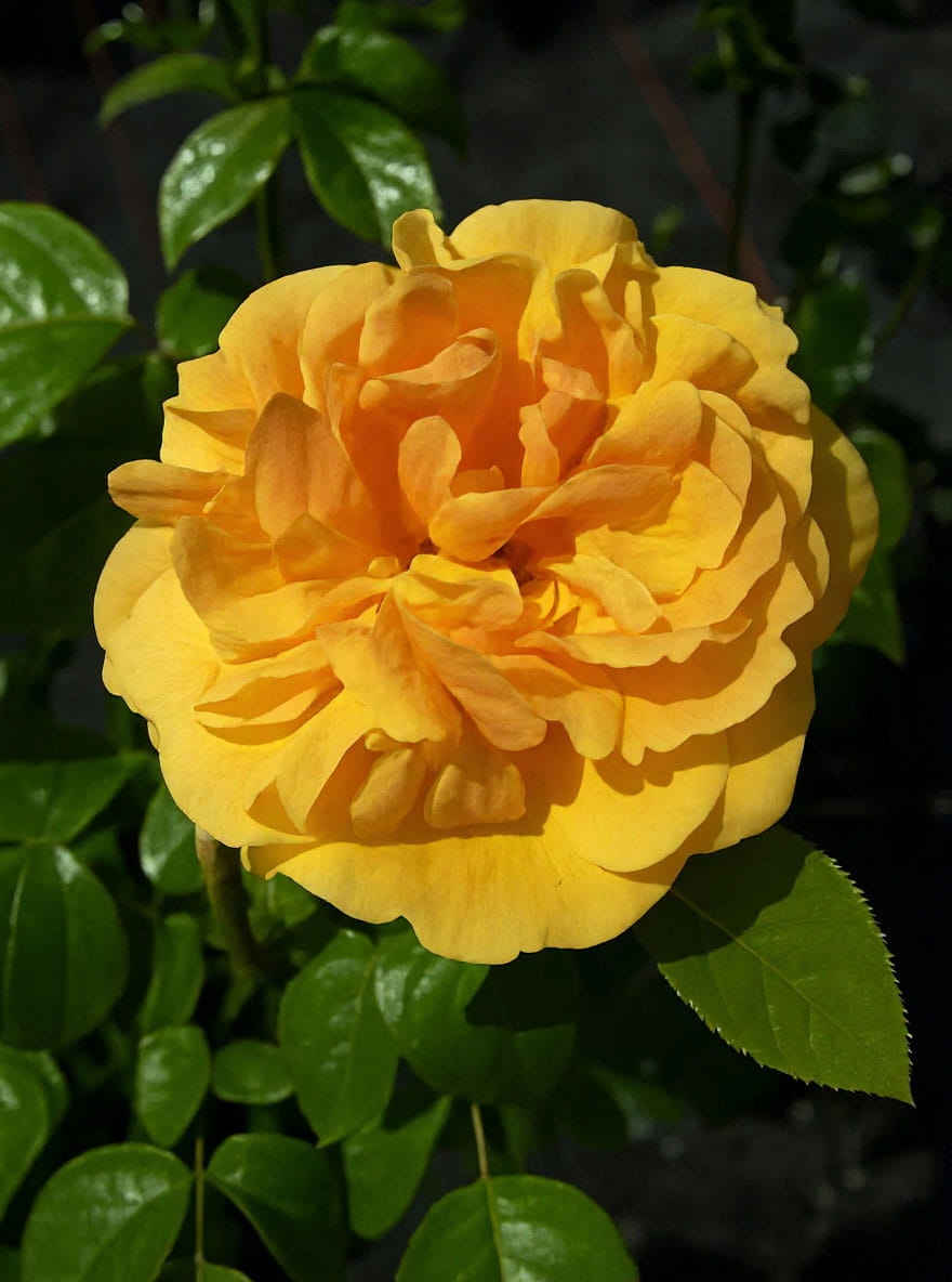 Beetrose 'Bernstein Rose' / Rosa 'Bernstein Rose ®' günstig kaufen