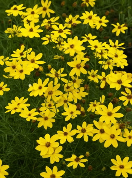 Quirlblättriges Mädchenauge 'Imperial Sun®' / Coreopsis verticilla ...