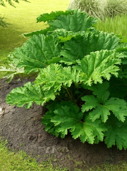 Mammutblatt / Riesen-Rhabarber / Gunnera manicata günstig kaufen