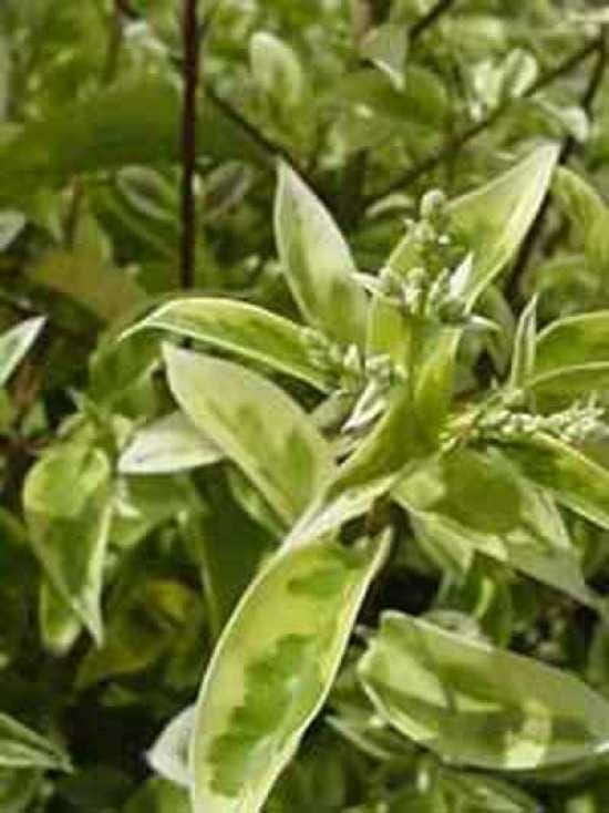 Glanz-Liguster 'Excelsum Superbum' / Ligustrum lucidum 'Excelsum Superbum'