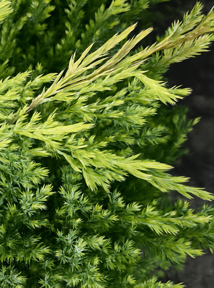 Zwerg-Wacholder 'Holger' / Juniperus squamata 'Holger' günstig kaufen
