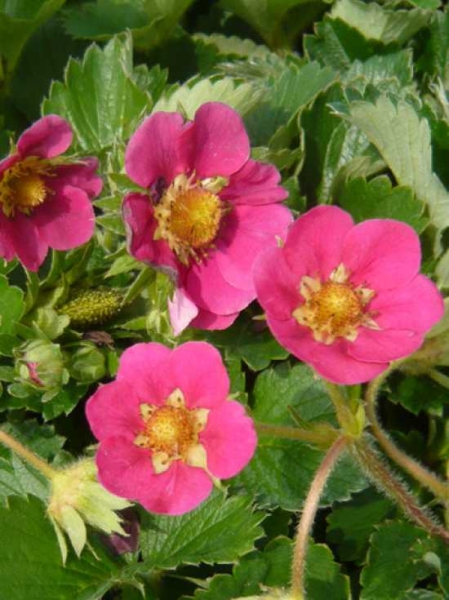 Zier-Erdbeere 'Pink Panda' ® / Fragaria x ananassa 'Pink Panda'